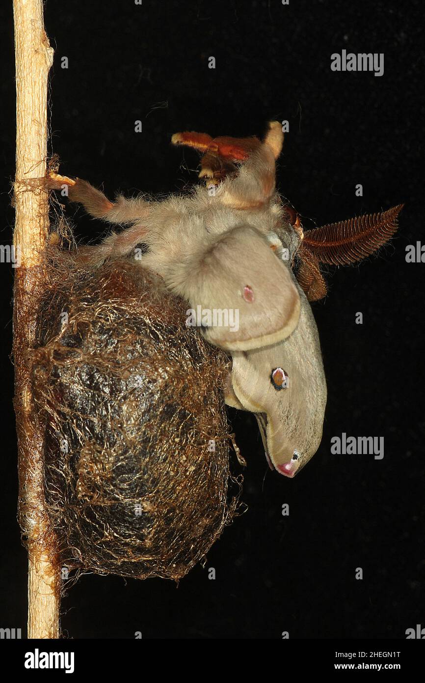 Emperor gum moth (Opodiphthera eucalypti) emerging from cocoon Stock ...