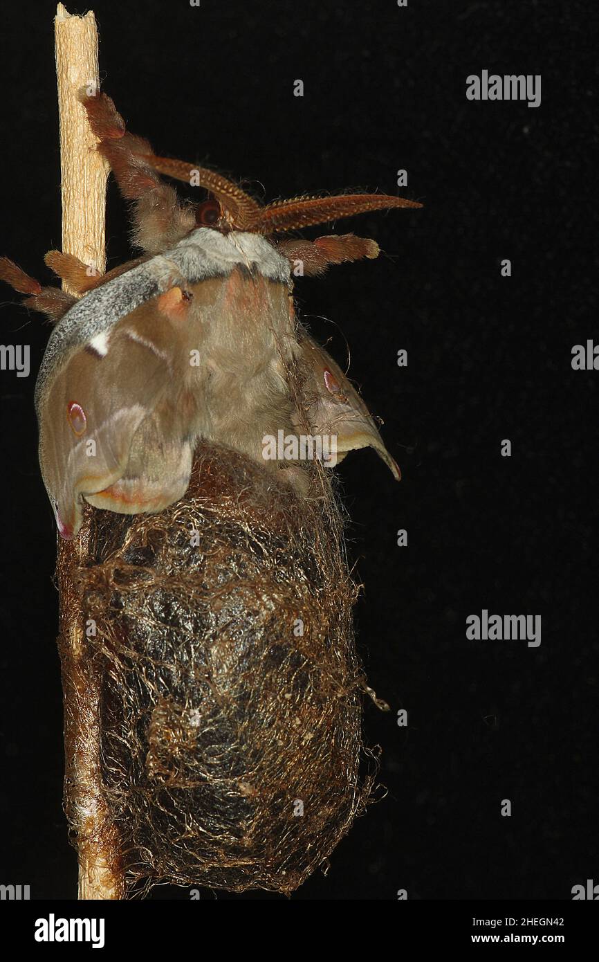 Emperor gum moth (Opodiphthera eucalypti) emerging from cocoon Stock ...