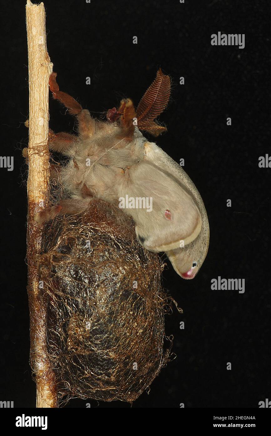 Emperor gum moth (Opodiphthera eucalypti) emerging from cocoon Stock Photo - Alamy