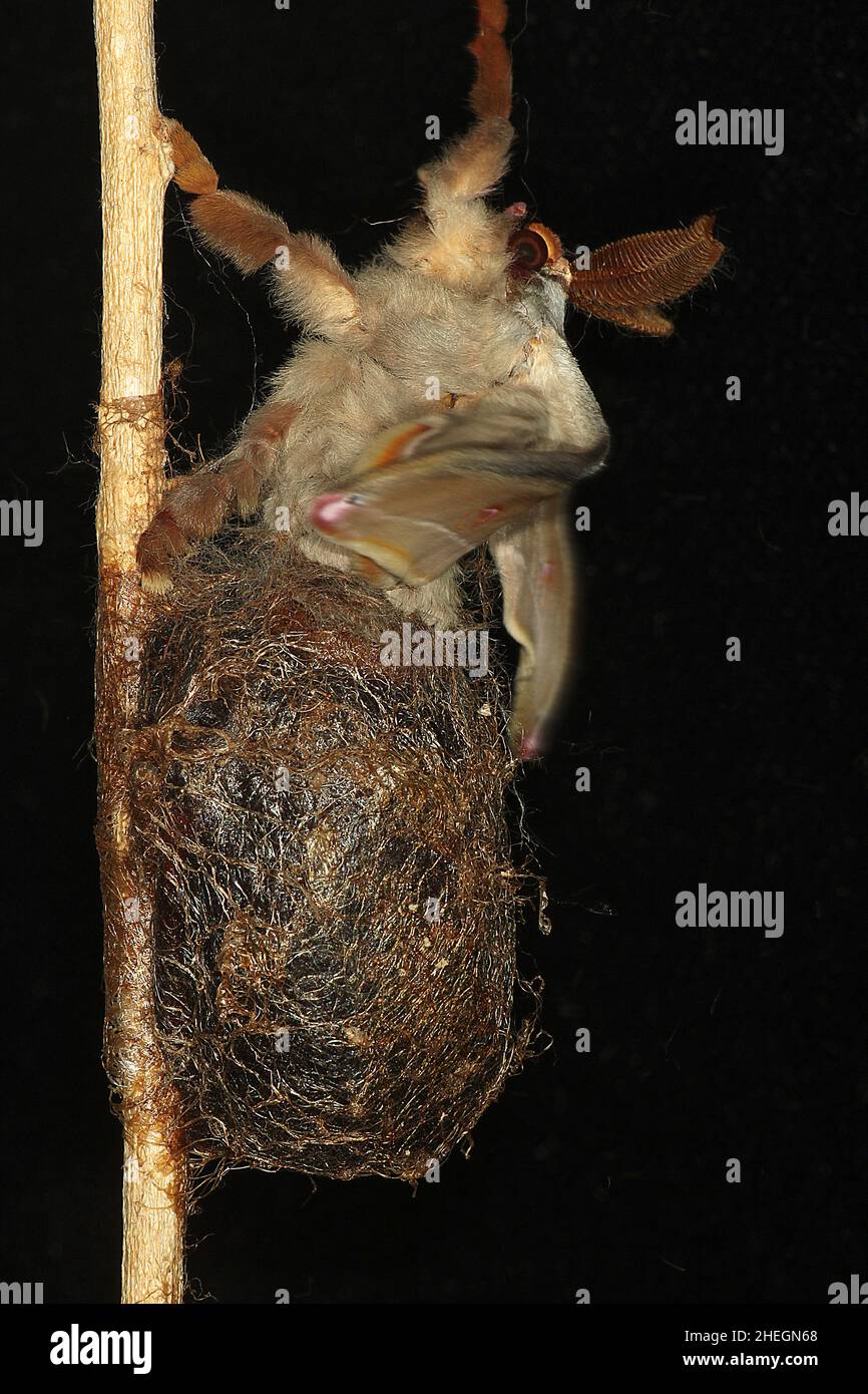 Emperor gum moth (Opodiphthera eucalypti) emerging from cocoon Stock ...