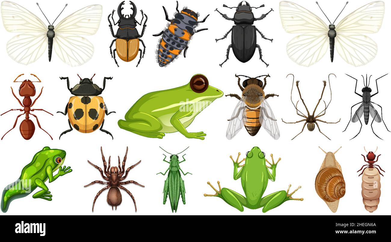 Different insects collection isolated on white background illustration ...