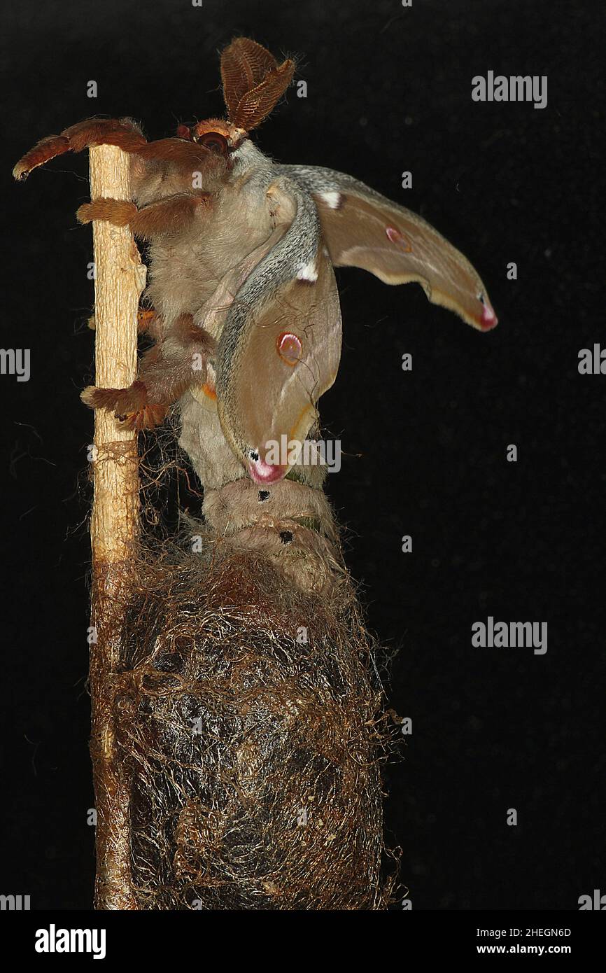 Emperor gum moth (Opodiphthera eucalypti) emerging from cocoon Stock Photo - Alamy