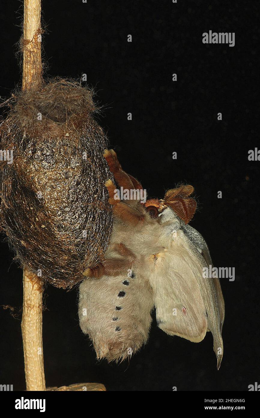 Emperor gum moth (Opodiphthera eucalypti) emerging from cocoon Stock Photo - Alamy