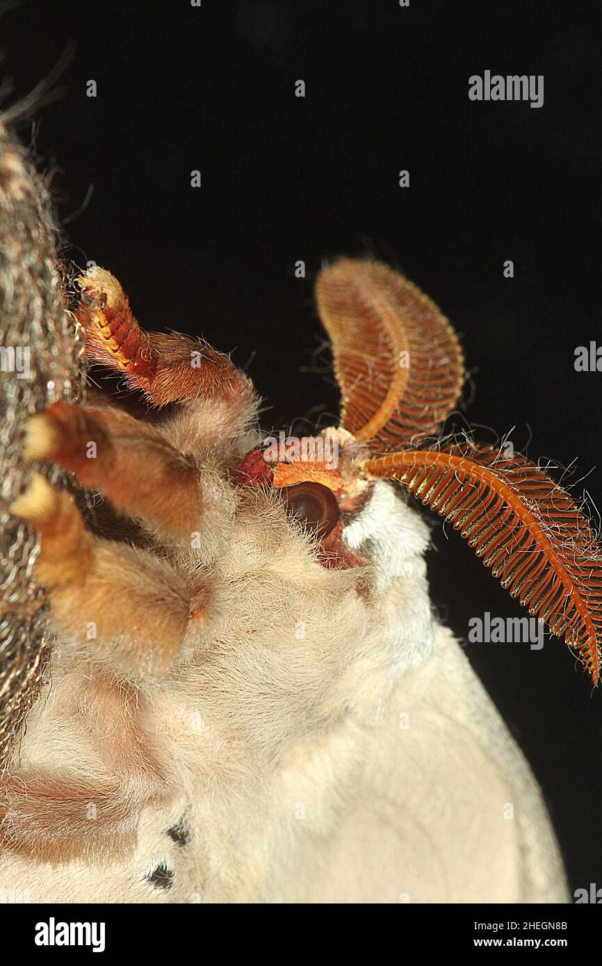 Emperor gum moth (Opodiphthera eucalypti) emerging from cocoon Stock ...