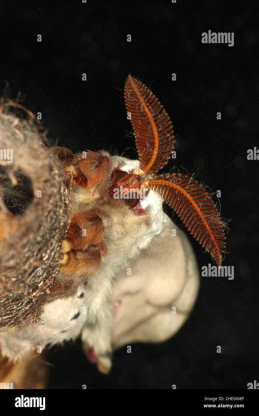 Emperor gum moth (Opodiphthera eucalypti) emerging from cocoon Stock ...