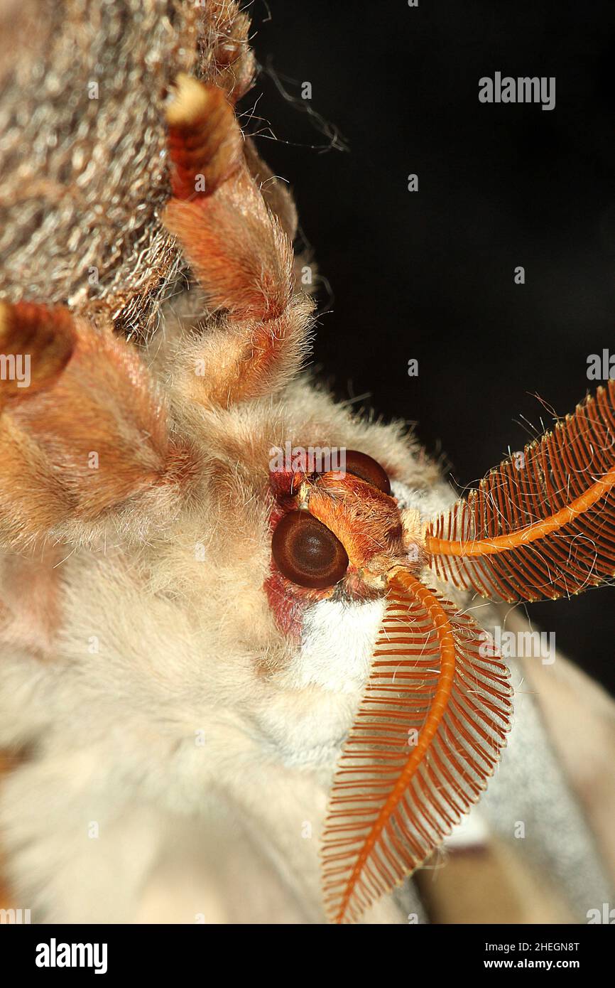 Emperor gum moth (Opodiphthera eucalypti) emerging from cocoon Stock ...