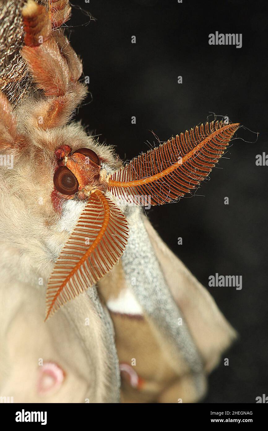Emperor gum moth (Opodiphthera eucalypti) emerging from cocoon Stock ...