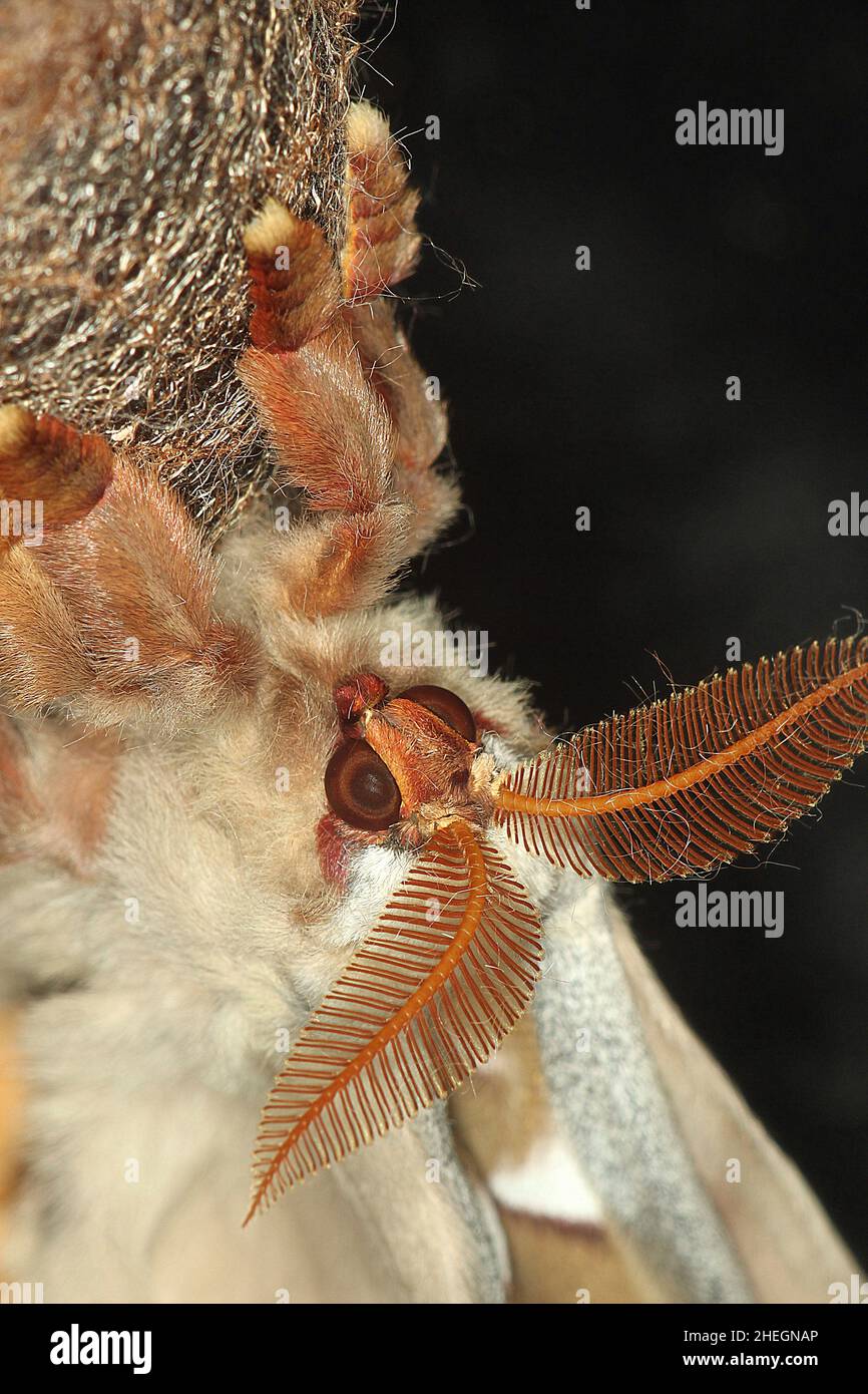 Emperor gum moth (Opodiphthera eucalypti) emerging from cocoon Stock Photo - Alamy