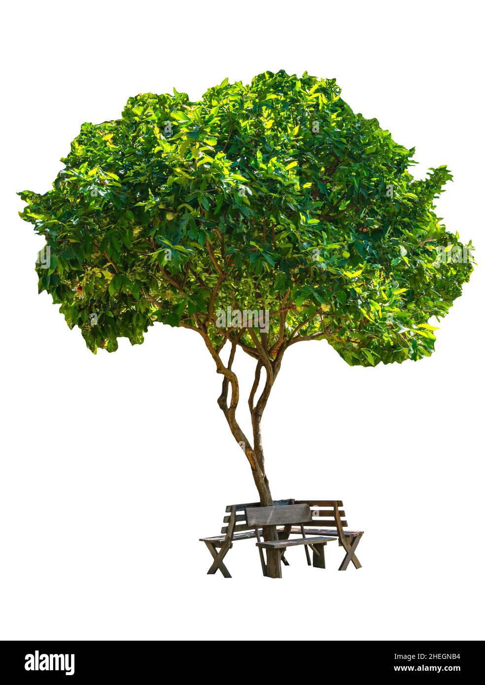 Tree growing on beach Cut Out Stock Images & Pictures - Alamy