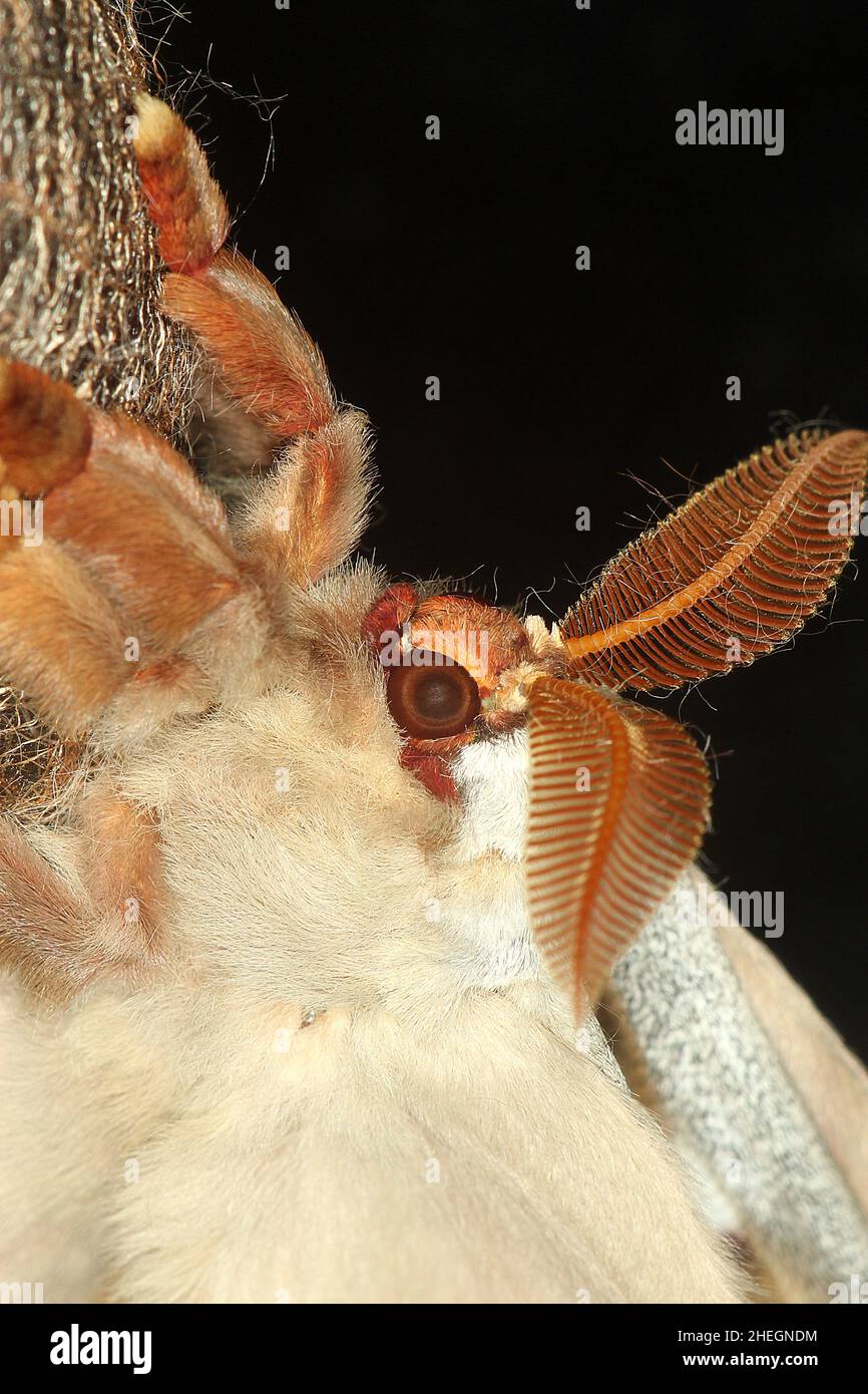 Emperor gum moth (Opodiphthera eucalypti) emerging from cocoon Stock ...