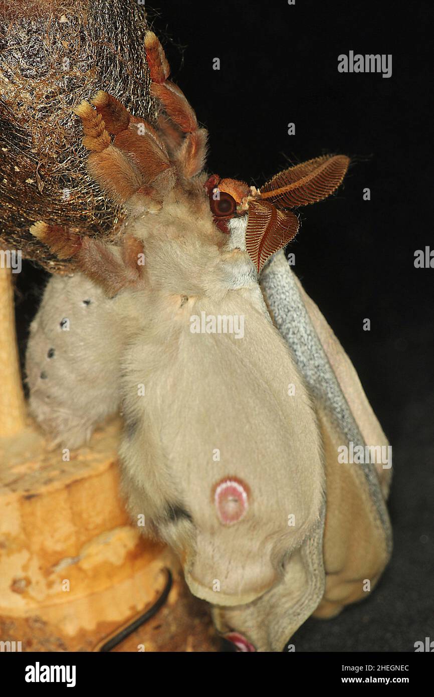 Emperor gum moth (Opodiphthera eucalypti) emerging from cocoon Stock ...