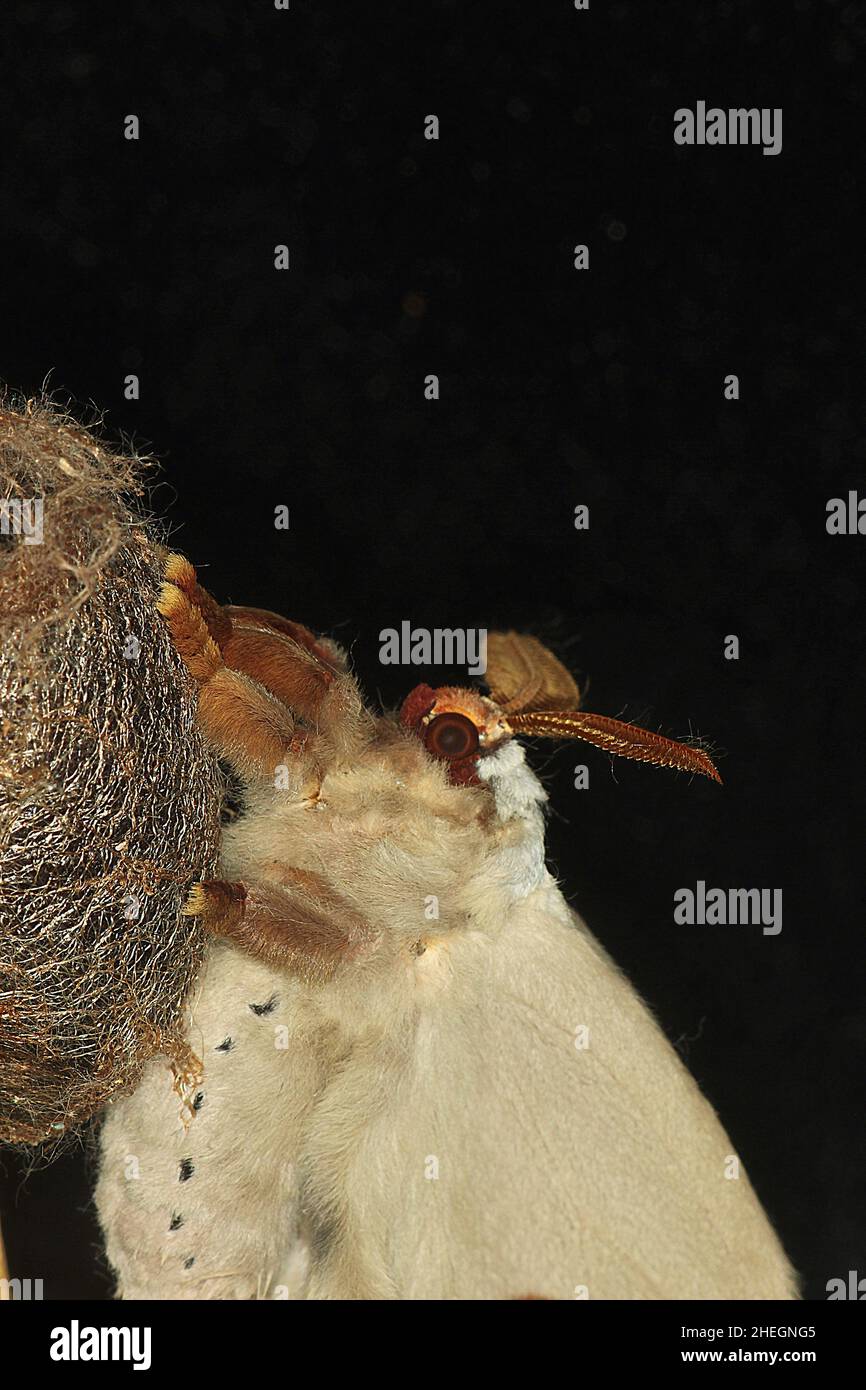Emperor gum moth (Opodiphthera eucalypti) emerging from cocoon Stock ...