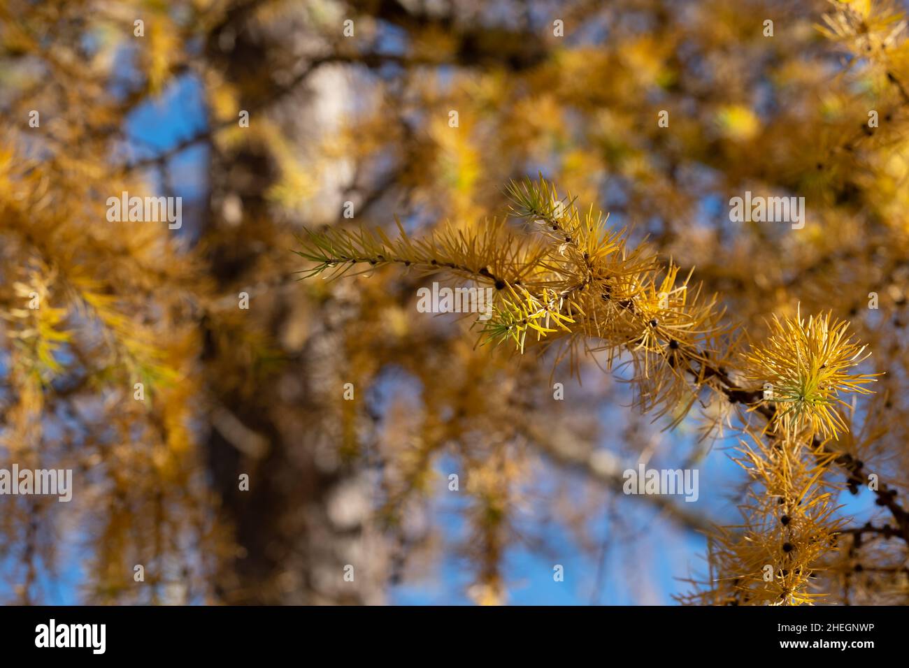 Yellow larch branch at autumn. Close up of larch tree branch with ...