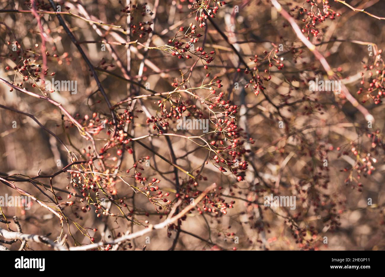 Red ripe rose hips on a tree, close-up, shallow depth of field Stock ...