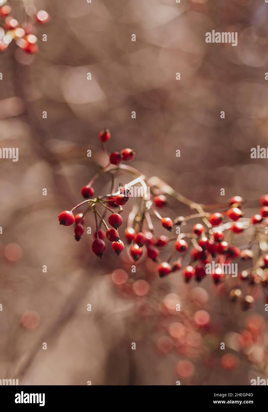 Red ripe rose hips on a tree, close-up, shallow depth of field Stock ...