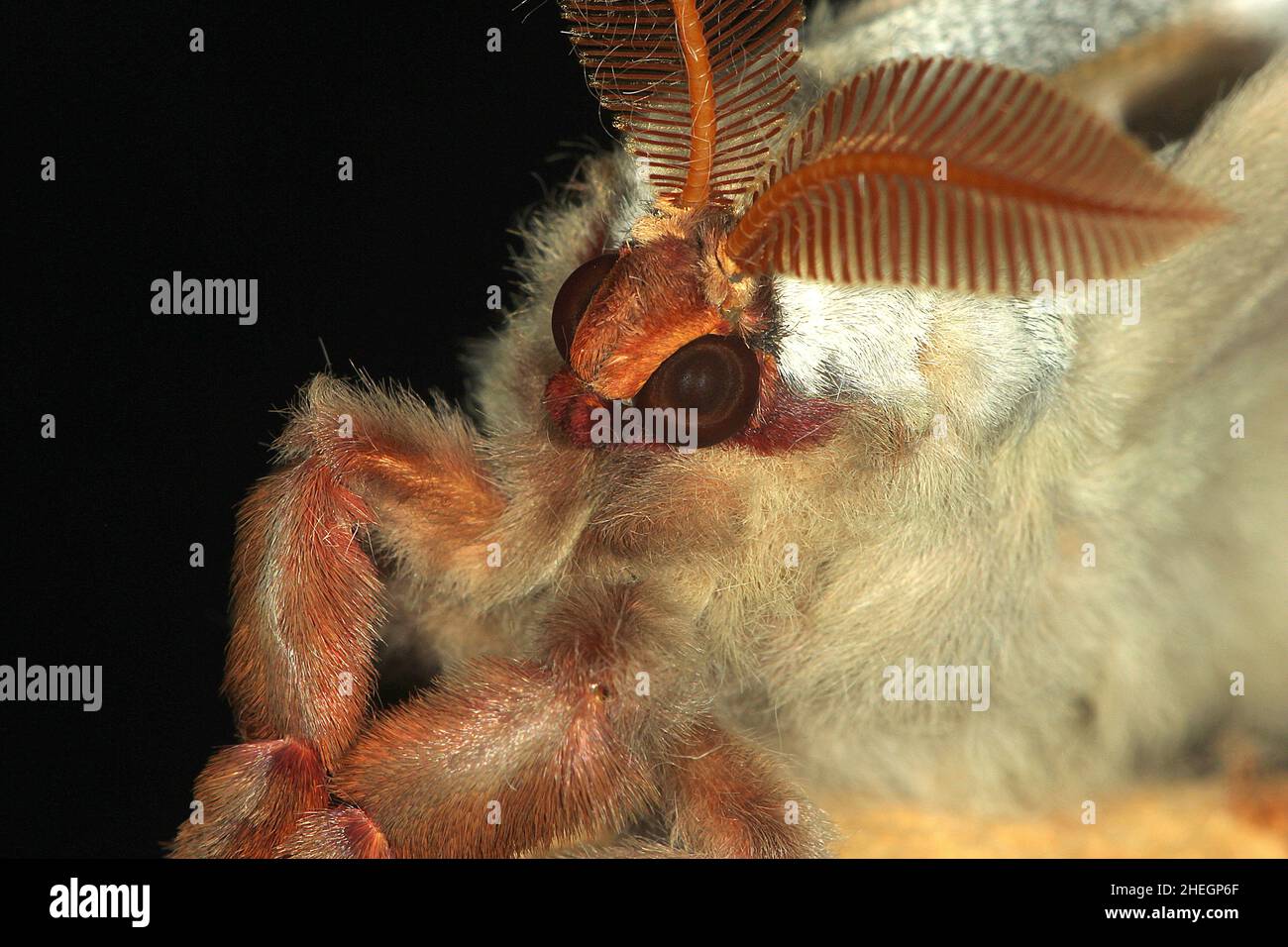 Emperor gum moth (Opodiphthera eucalypti) emerging from cocoon Stock ...