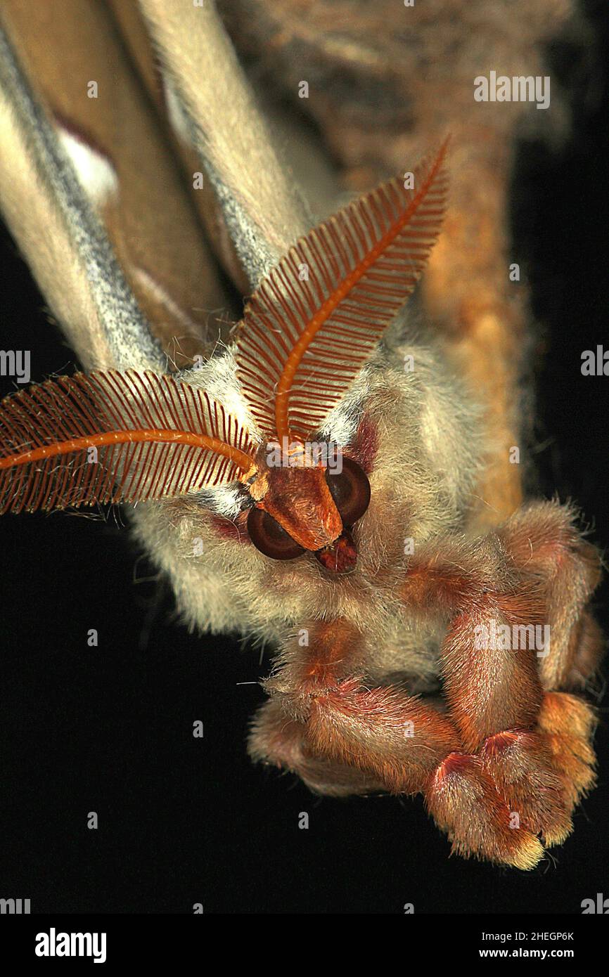 Emperor gum moth (Opodiphthera eucalypti) emerging from cocoon Stock ...