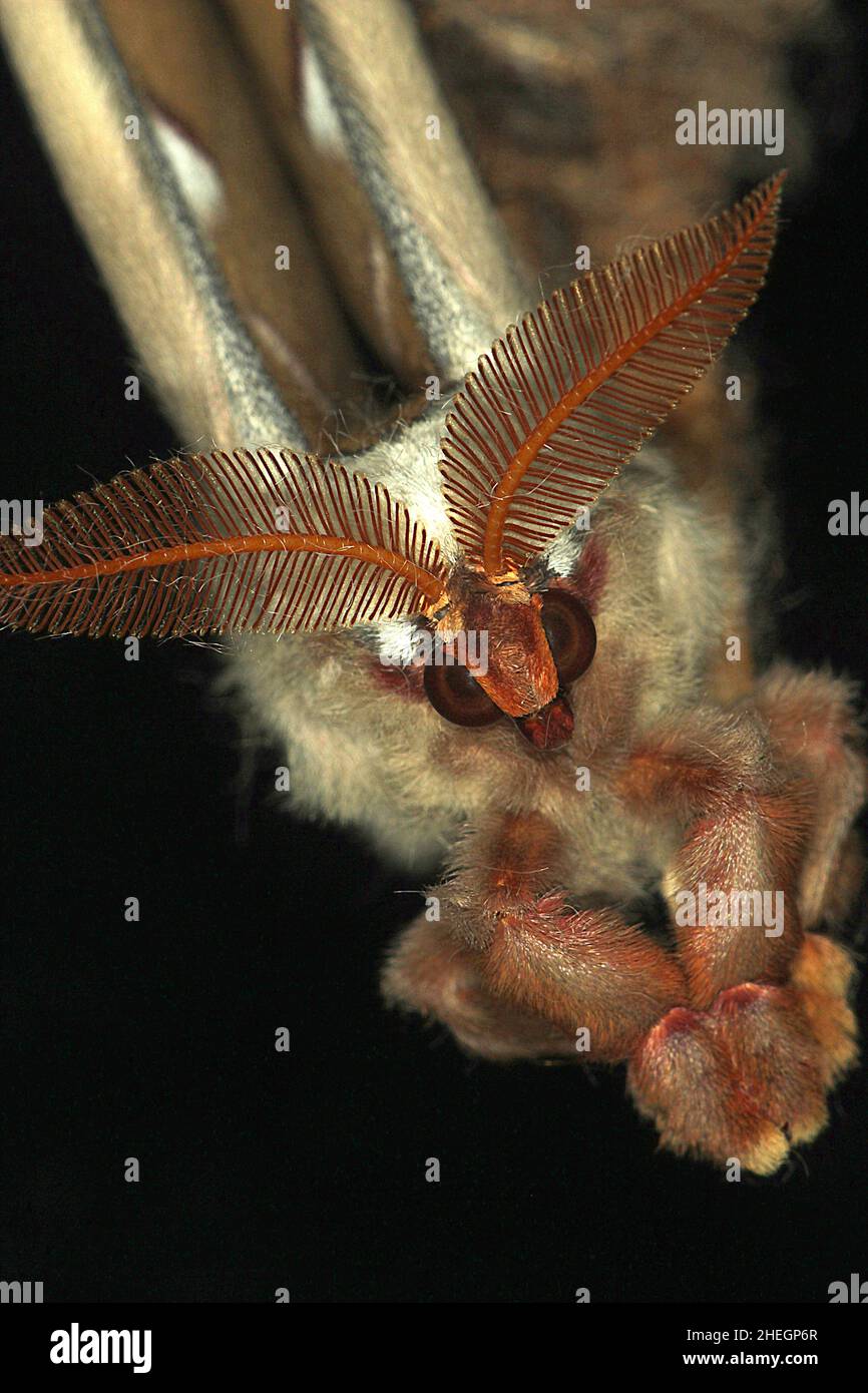 Emperor gum moth (Opodiphthera eucalypti) emerging from cocoon Stock ...