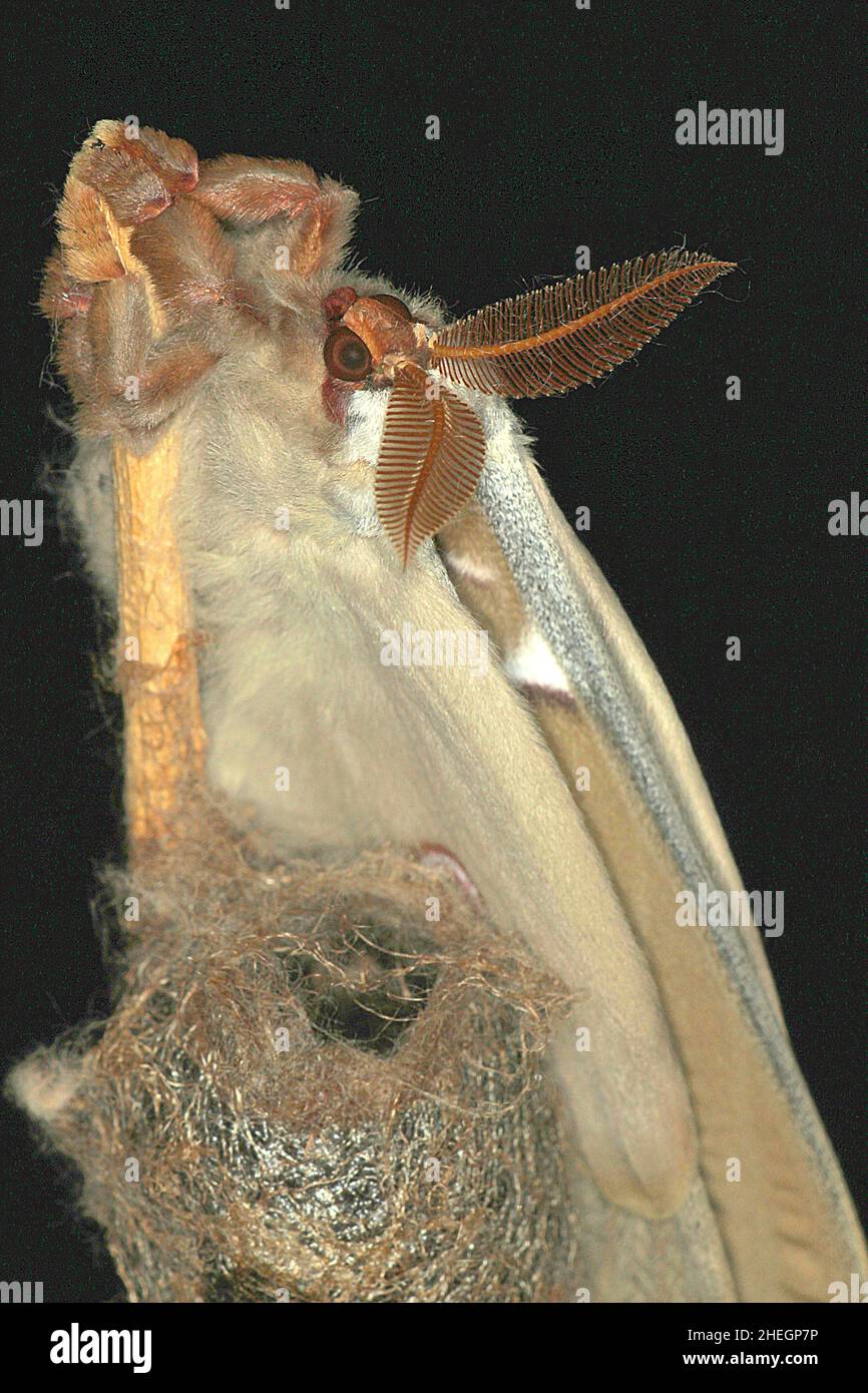Emperor gum moth (Opodiphthera eucalypti) emerging from cocoon Stock Photo - Alamy