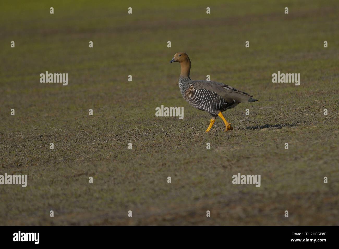 The common geese or Magellan goose, is a species of anseriform bird of ...