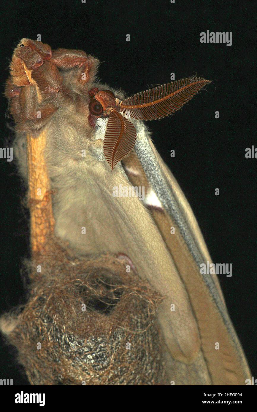 Emperor gum moth (Opodiphthera eucalypti) emerging from cocoon Stock ...