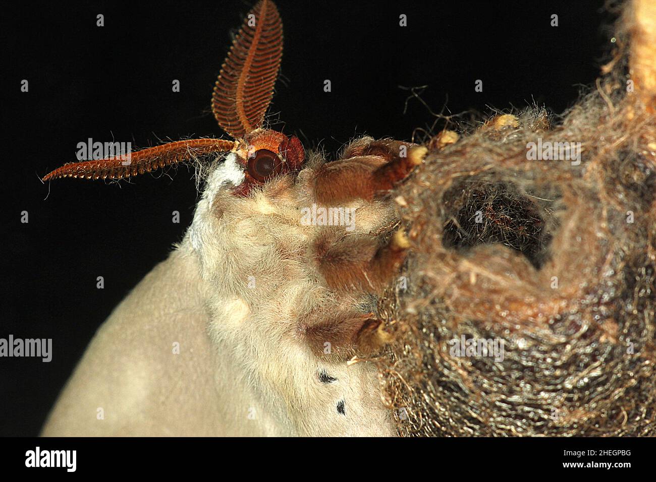 Emperor gum moth (Opodiphthera eucalypti) emerging from cocoon Stock ...