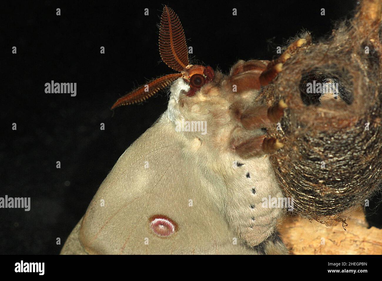 Emperor gum moth (Opodiphthera eucalypti) emerging from cocoon Stock Photo - Alamy