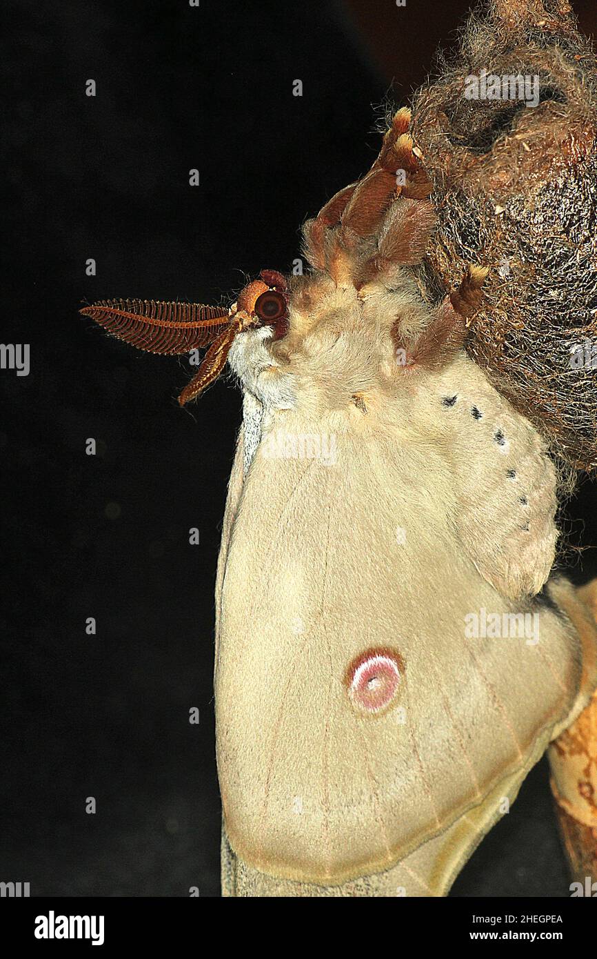 Emperor gum moth (Opodiphthera eucalypti) emerging from cocoon Stock ...