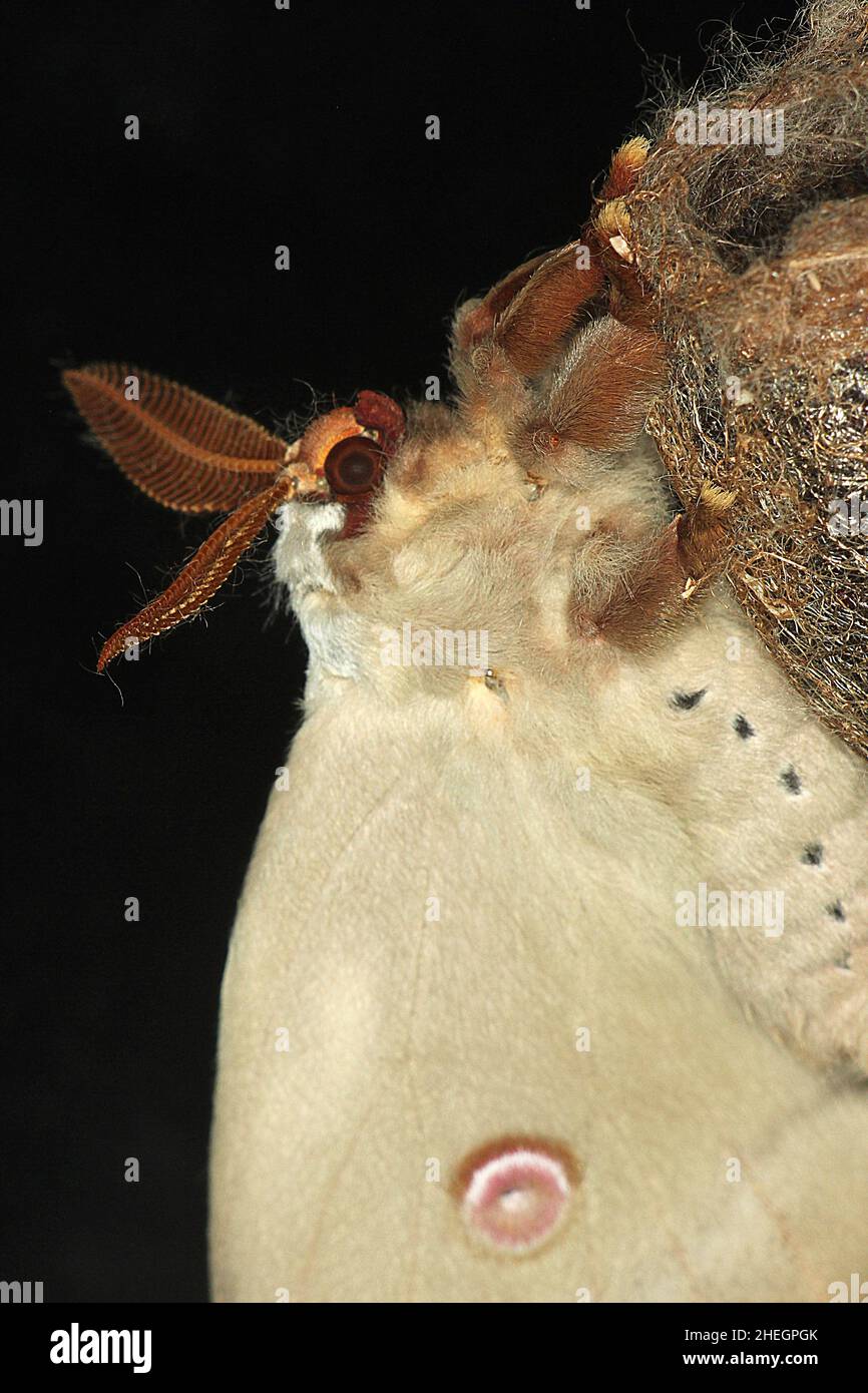 Emperor gum moth (Opodiphthera eucalypti) emerging from cocoon Stock ...