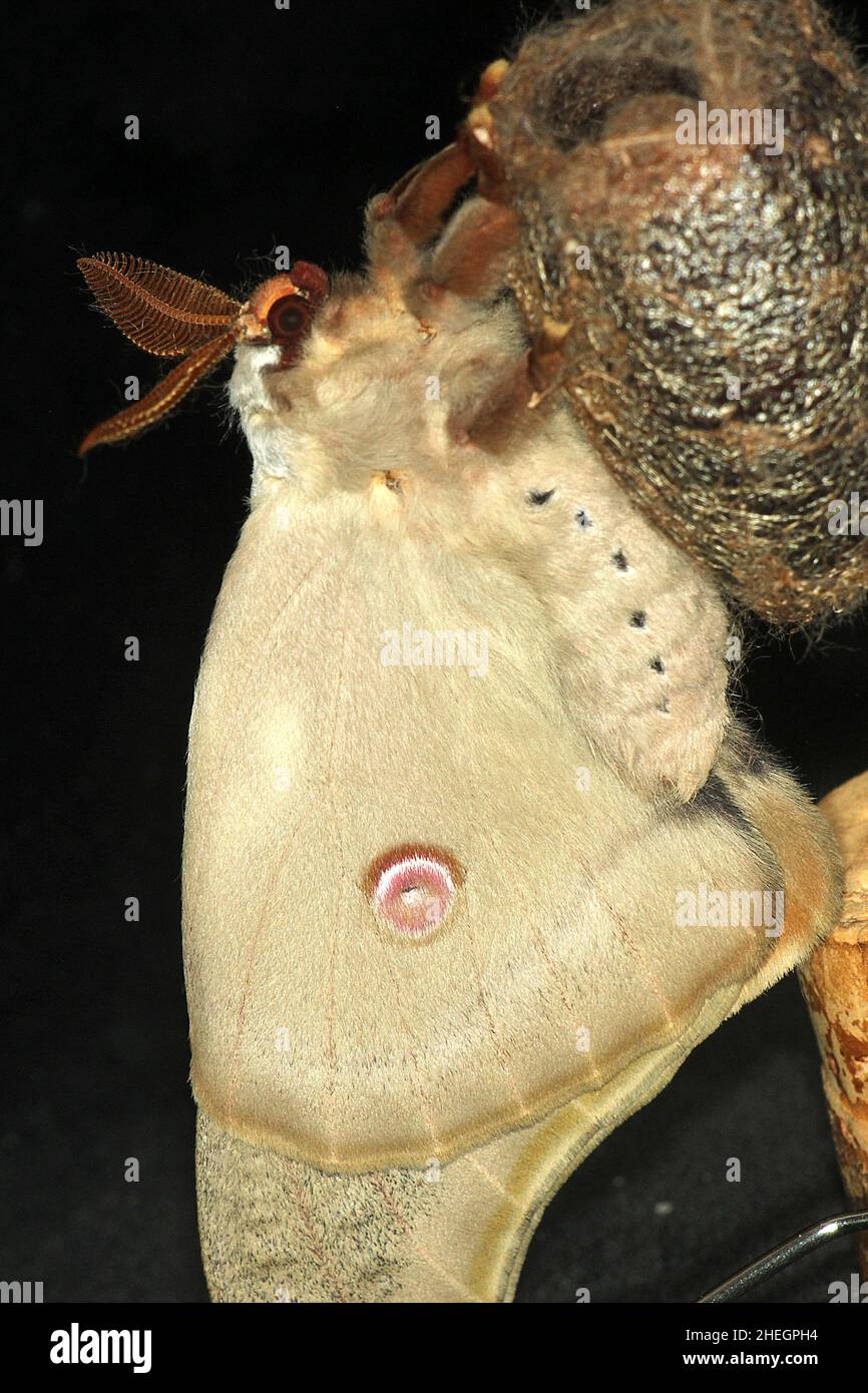 Emperor gum moth (Opodiphthera eucalypti) emerging from cocoon Stock ...