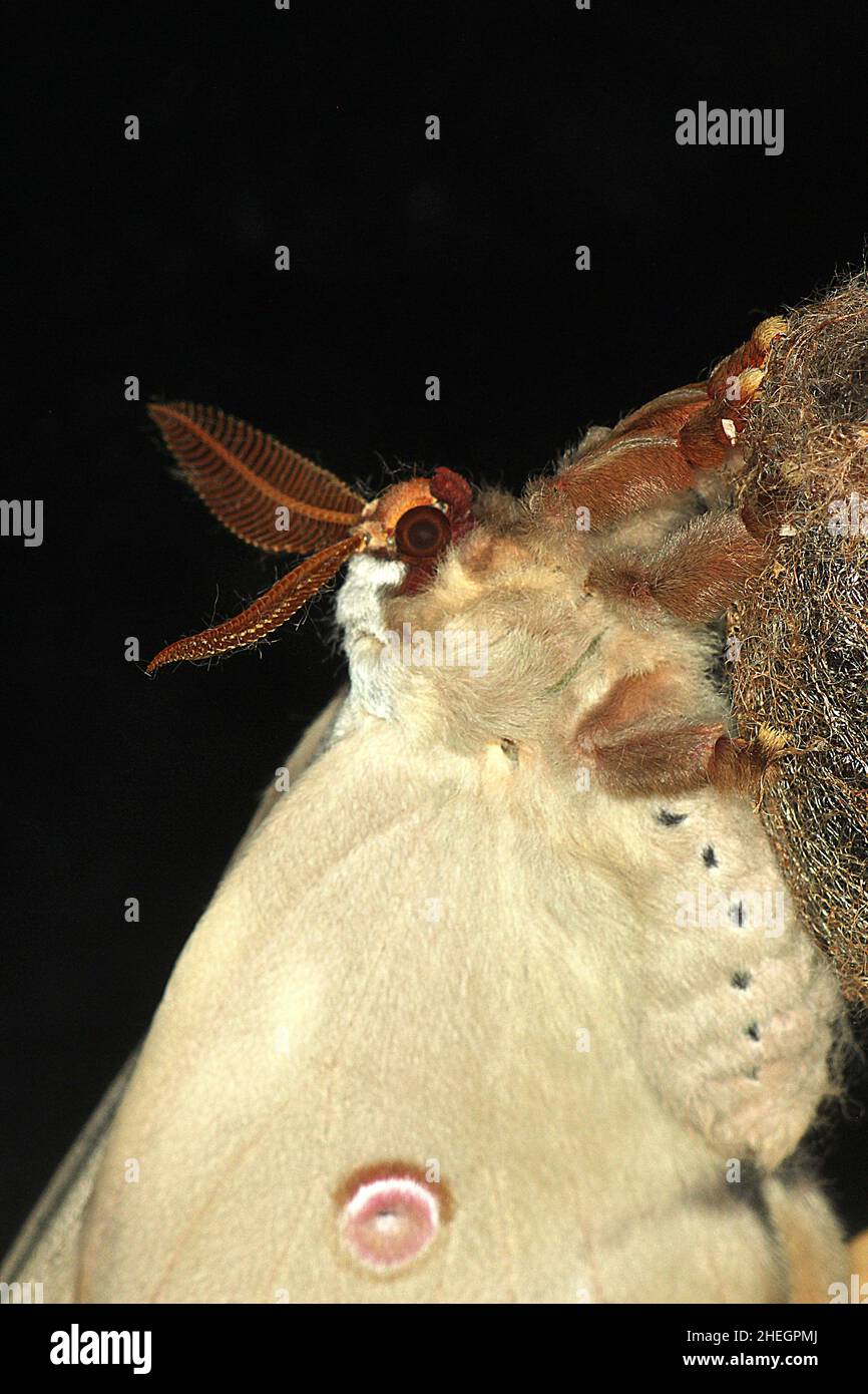 Opodiphthera eucalypti hi-res stock photography and images - Alamy