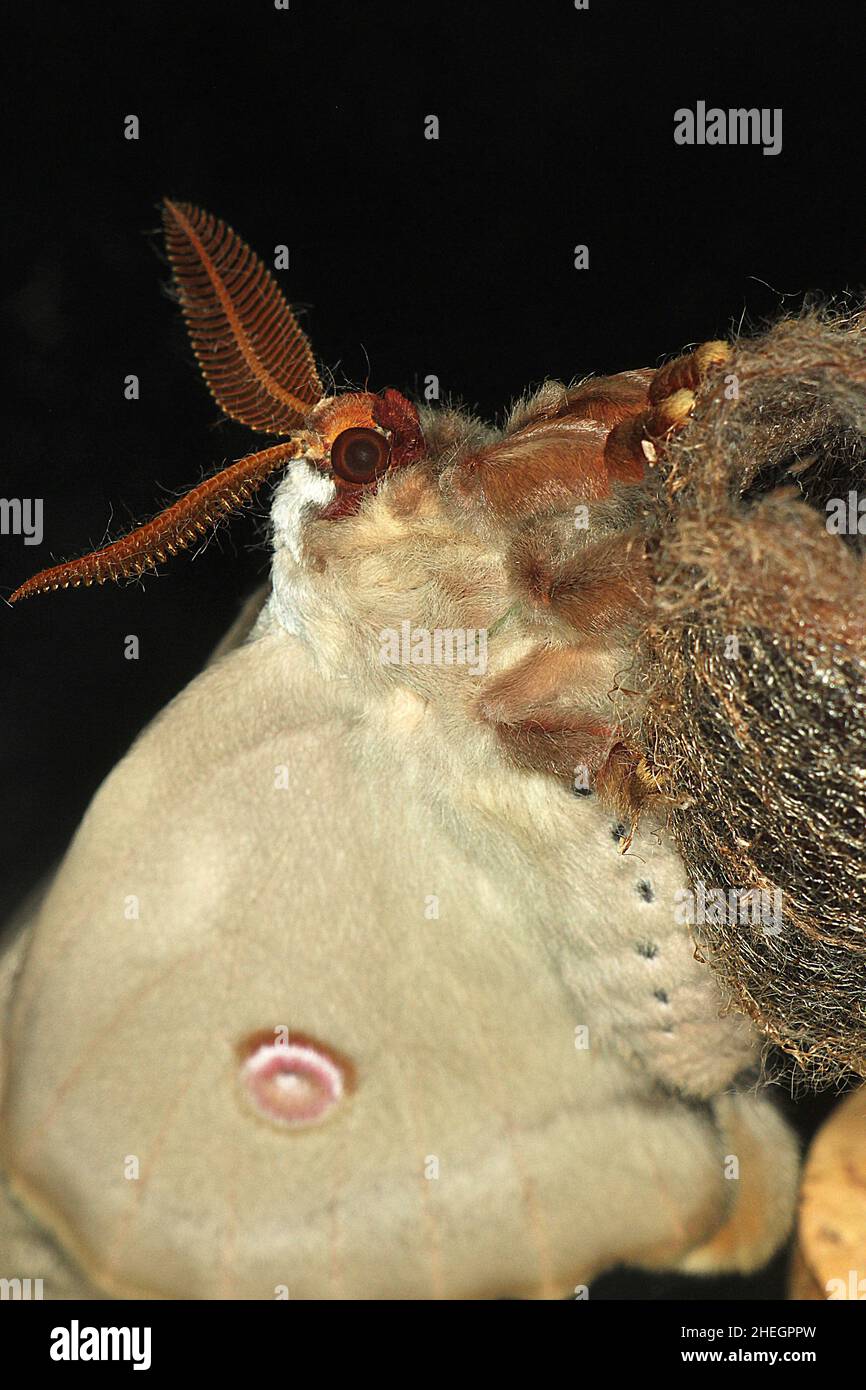 Emperor gum moth (Opodiphthera eucalypti) emerging from cocoon Stock ...