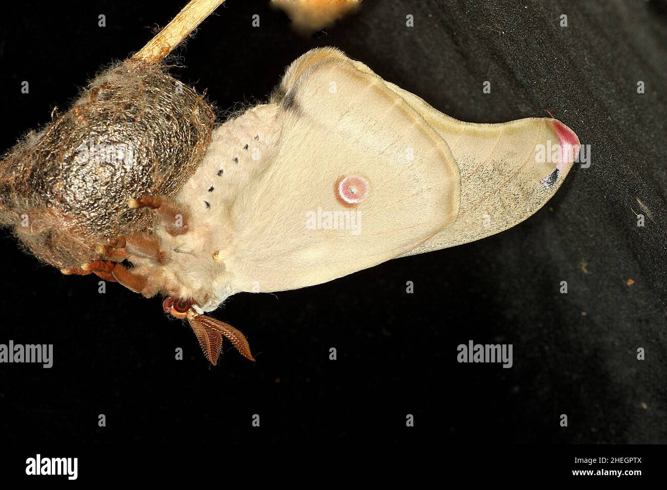 Emperor gum moth (Opodiphthera eucalypti) emerging from cocoon Stock Photo - Alamy