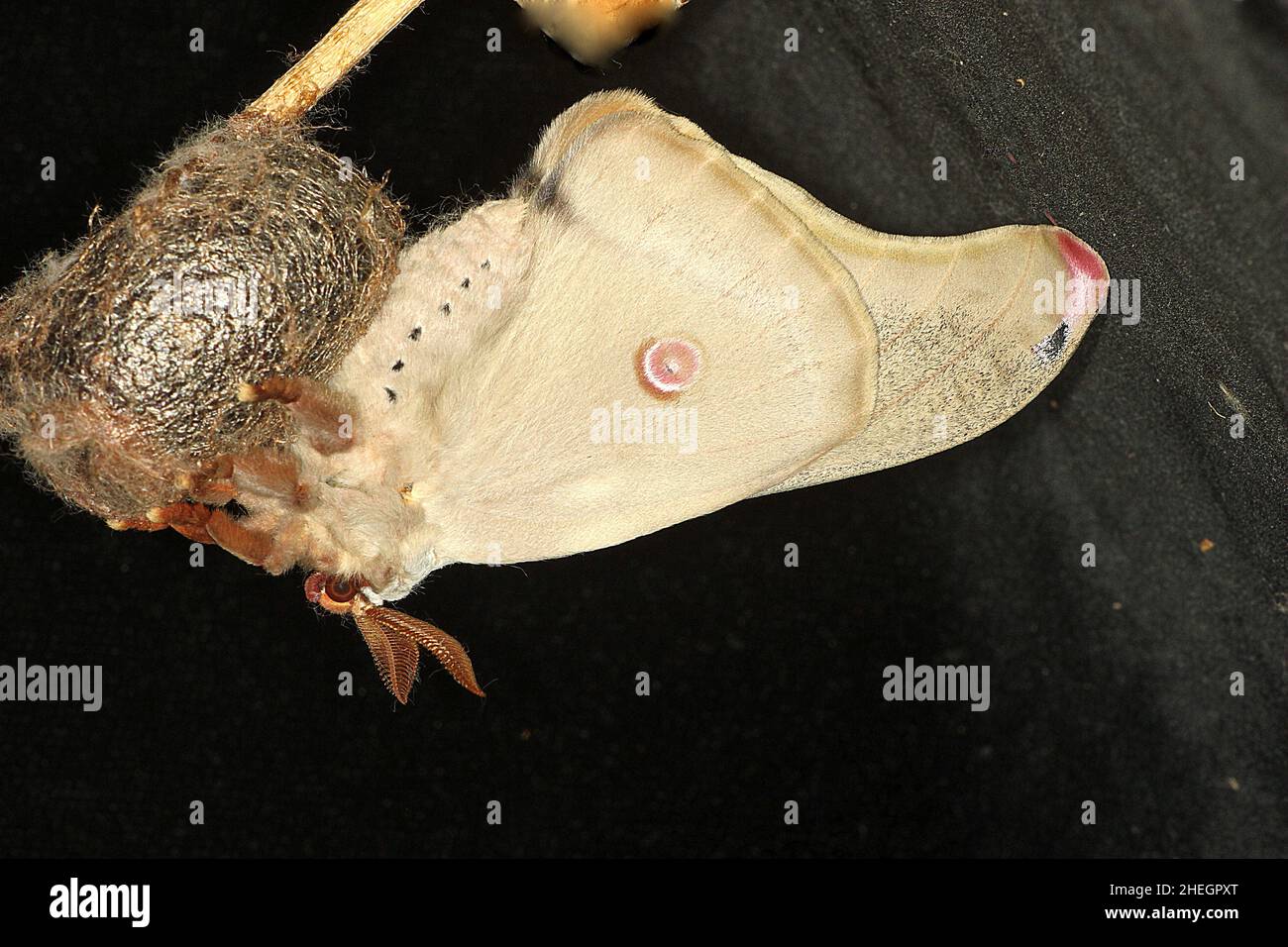 Emperor gum moth (Opodiphthera eucalypti) emerging from cocoon Stock ...