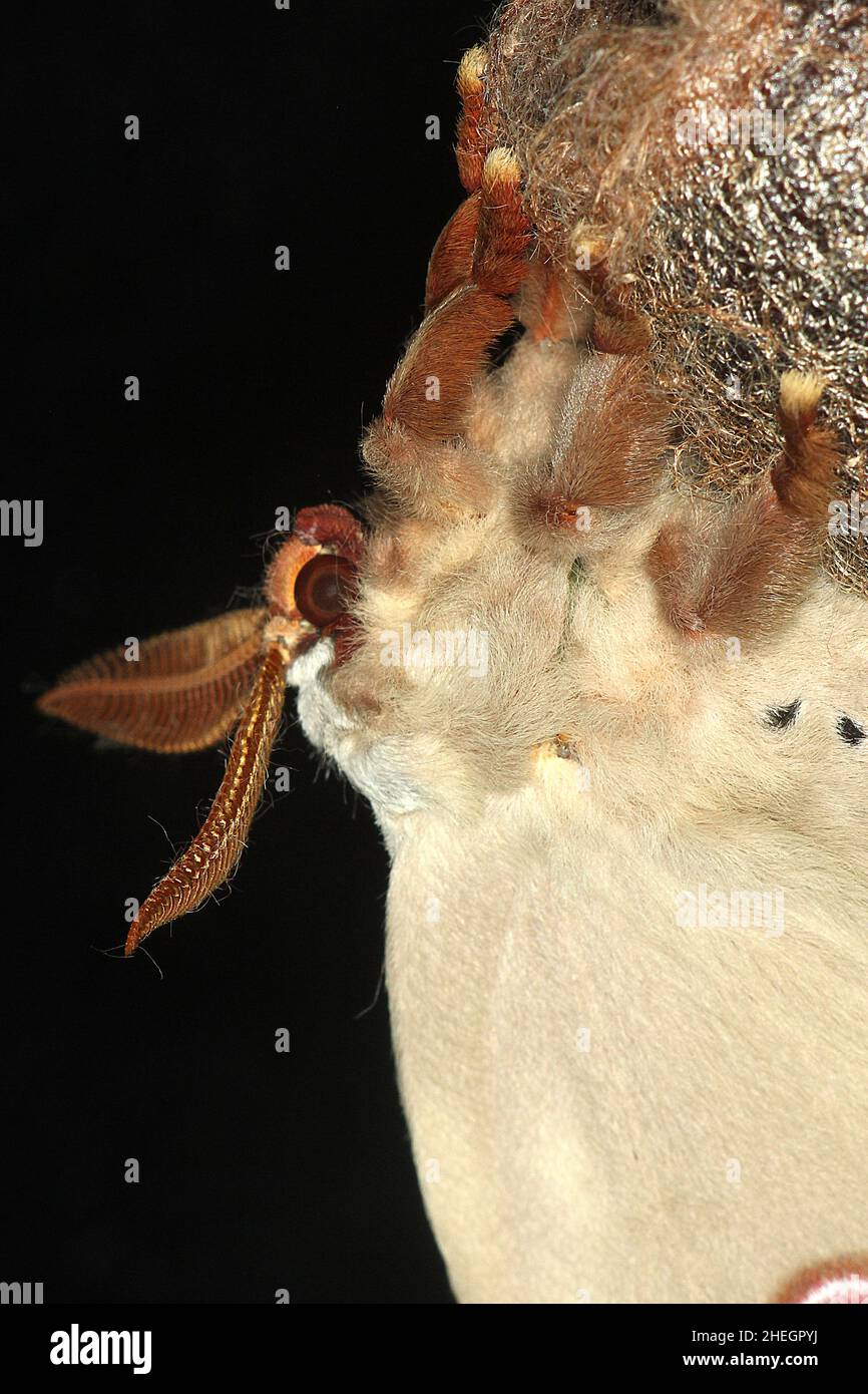 Emperor gum moth (Opodiphthera eucalypti) emerging from cocoon Stock ...