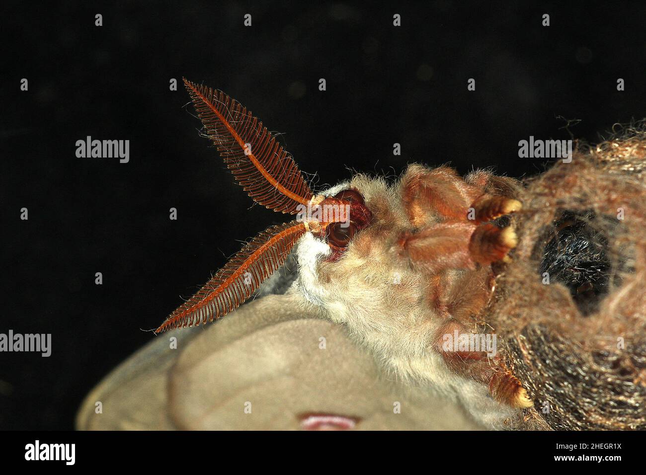 Emperor gum moth (Opodiphthera eucalypti) emerging from cocoon Stock ...