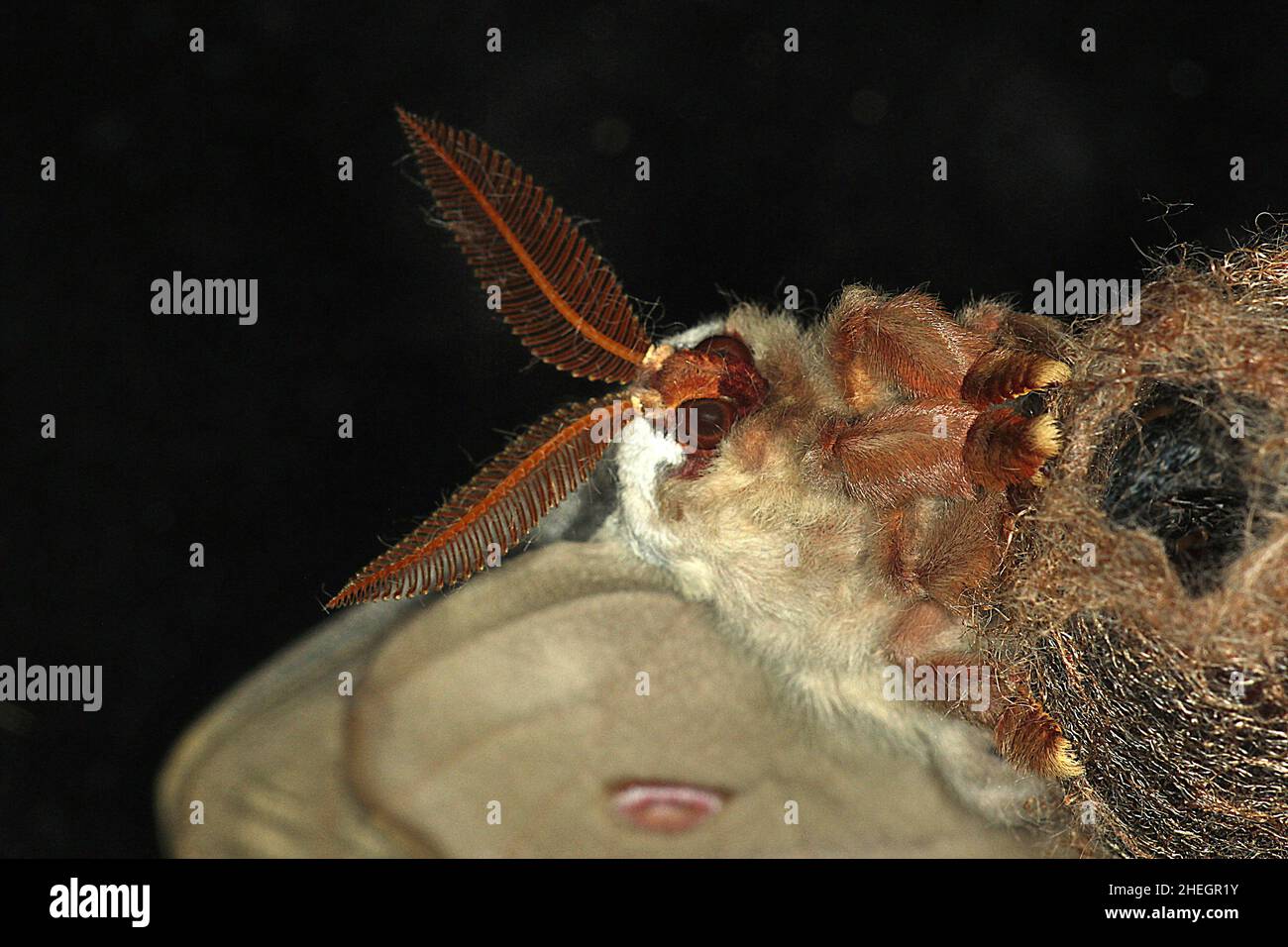 Emperor gum moth (Opodiphthera eucalypti) emerging from cocoon Stock ...