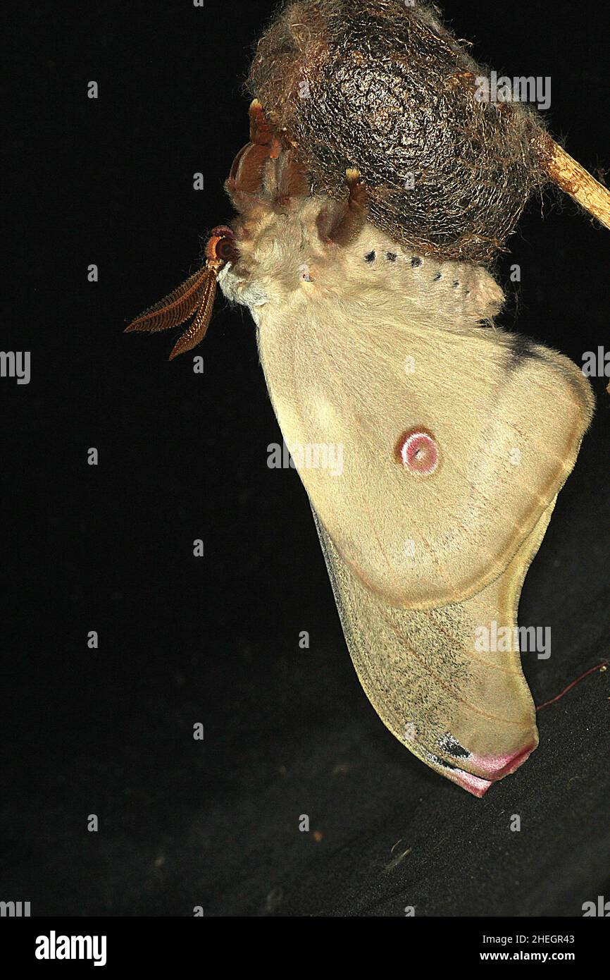 Emperor gum moth (Opodiphthera eucalypti) emerging from cocoon Stock Photo - Alamy