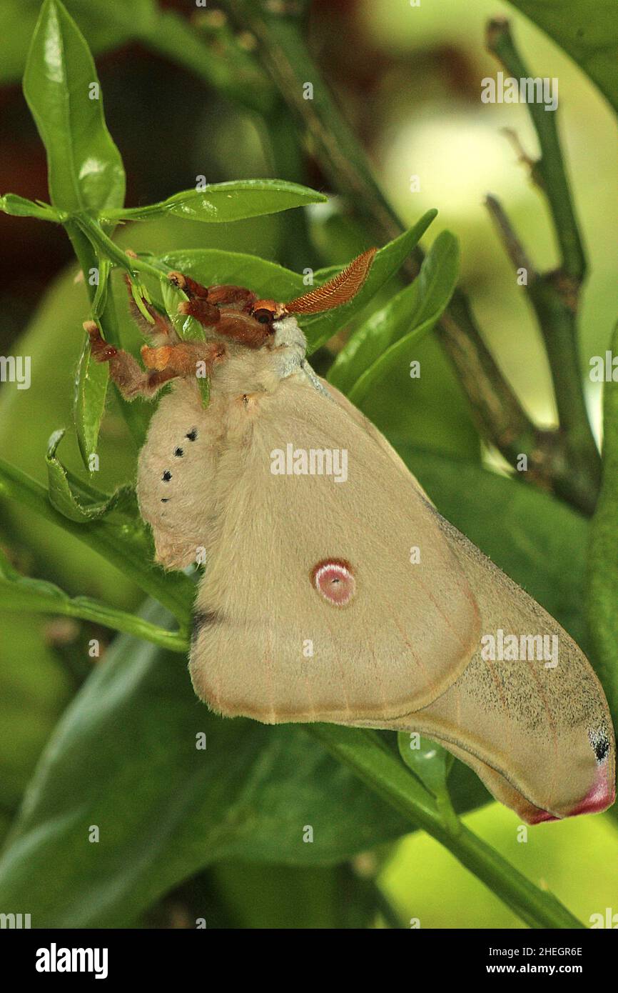 Gum emperor moth hi-res stock photography and images - Alamy