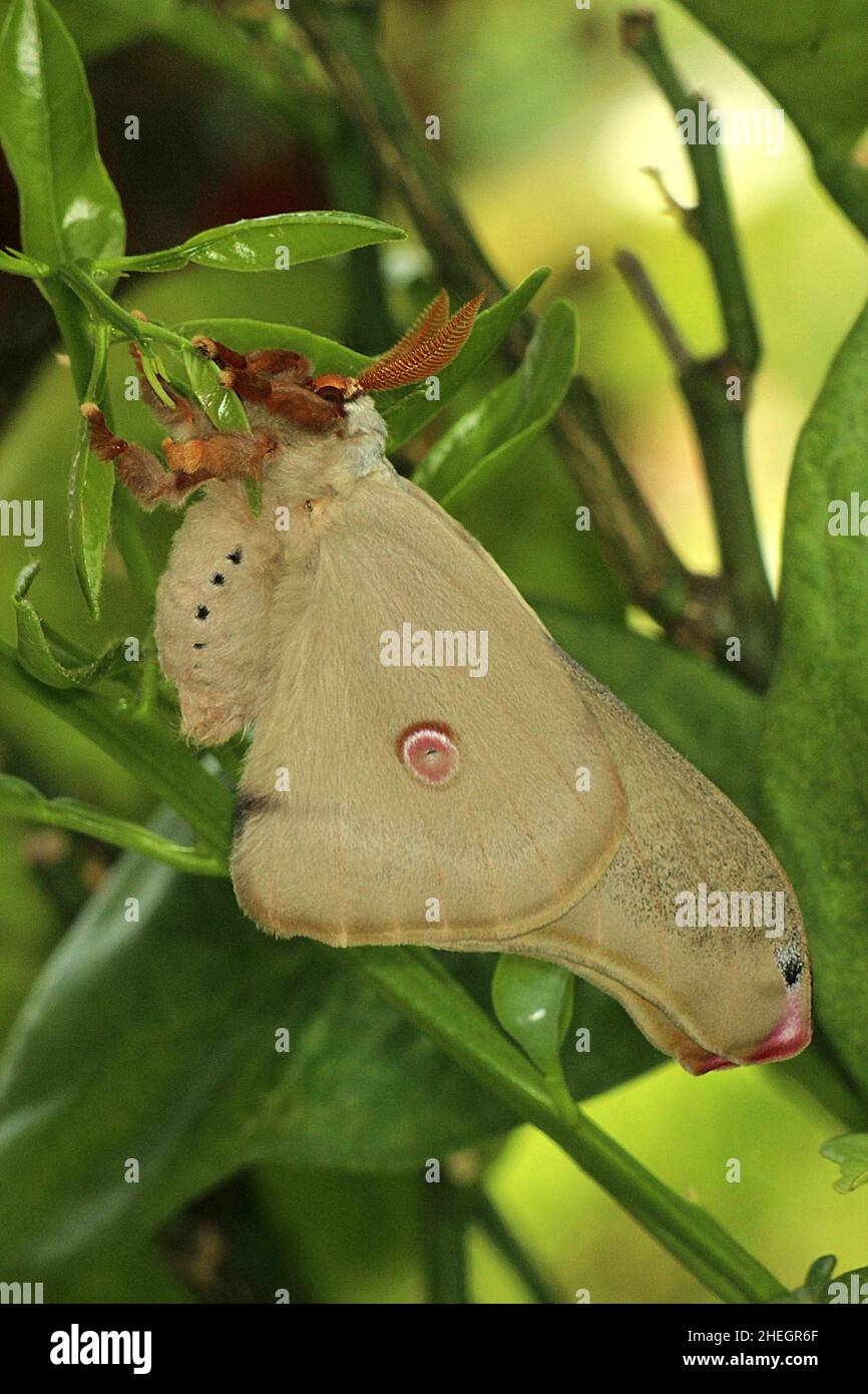 Emperor gum moth (Opodiphthera eucalypti) emerging from cocoon Stock Photo - Alamy