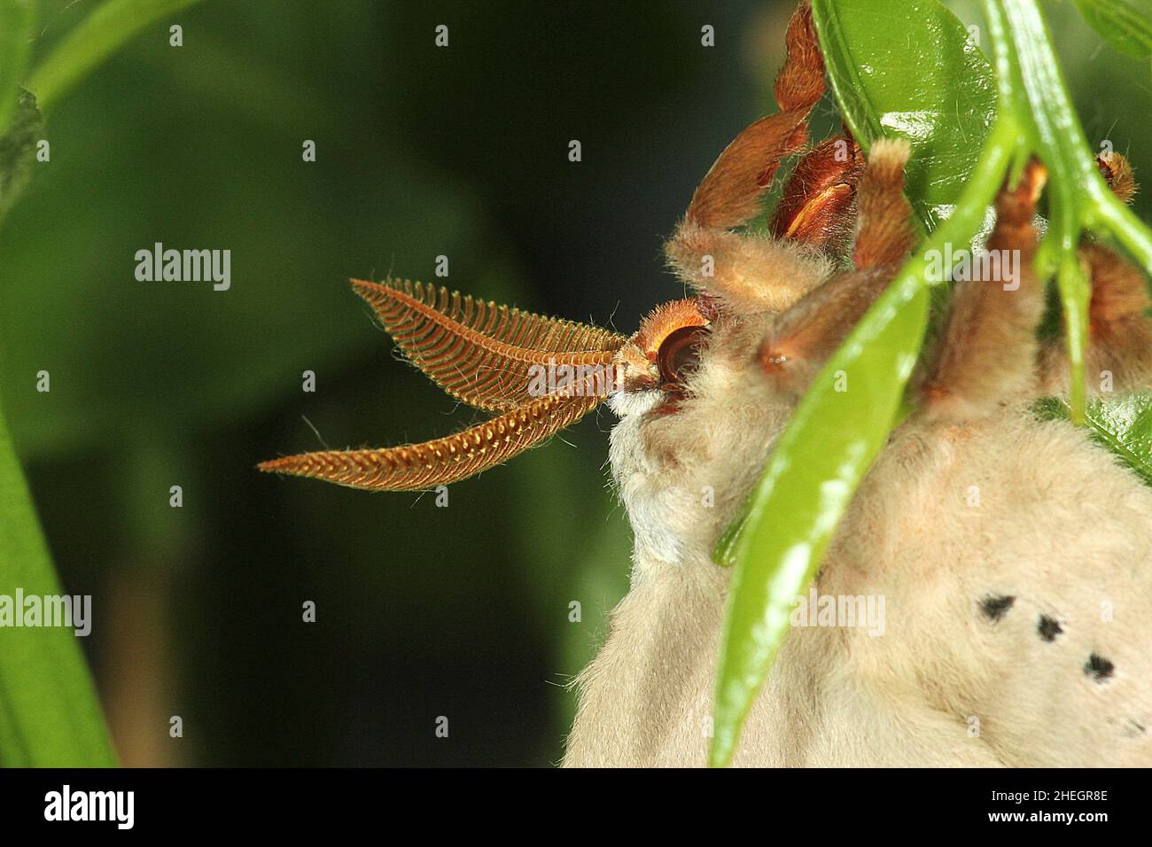 Emperor gum moth (Opodiphthera eucalypti) emerging from cocoon Stock Photo - Alamy