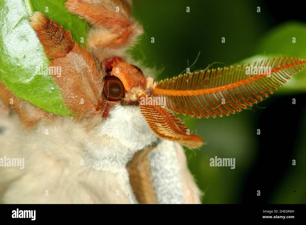 Emperor gum moth (Opodiphthera eucalypti) emerging from cocoon Stock ...