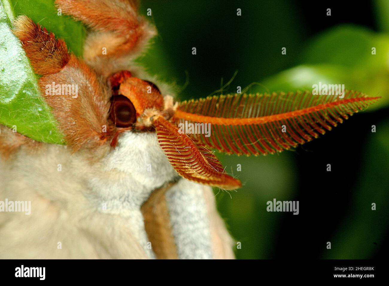 Emperor gum moth (Opodiphthera eucalypti) emerging from cocoon Stock ...