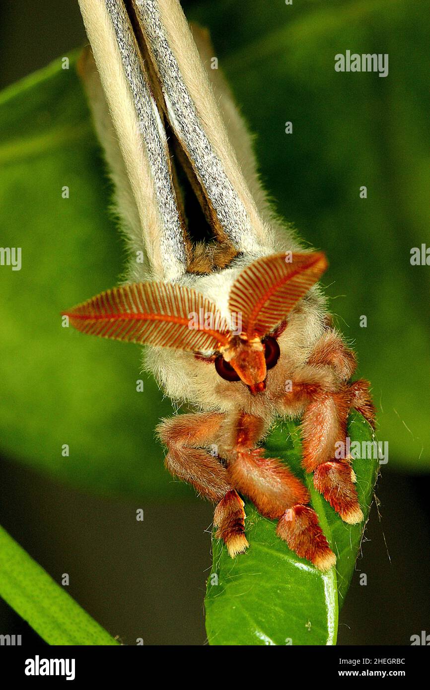 Emperor gum moth (Opodiphthera eucalypti) emerging from cocoon Stock Photo - Alamy