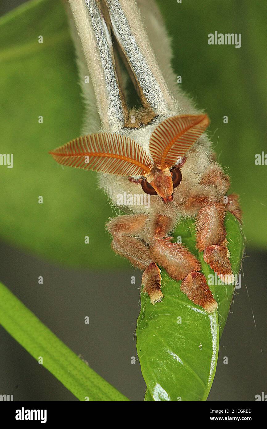 Emperor gum moth (Opodiphthera eucalypti) emerging from cocoon Stock ...