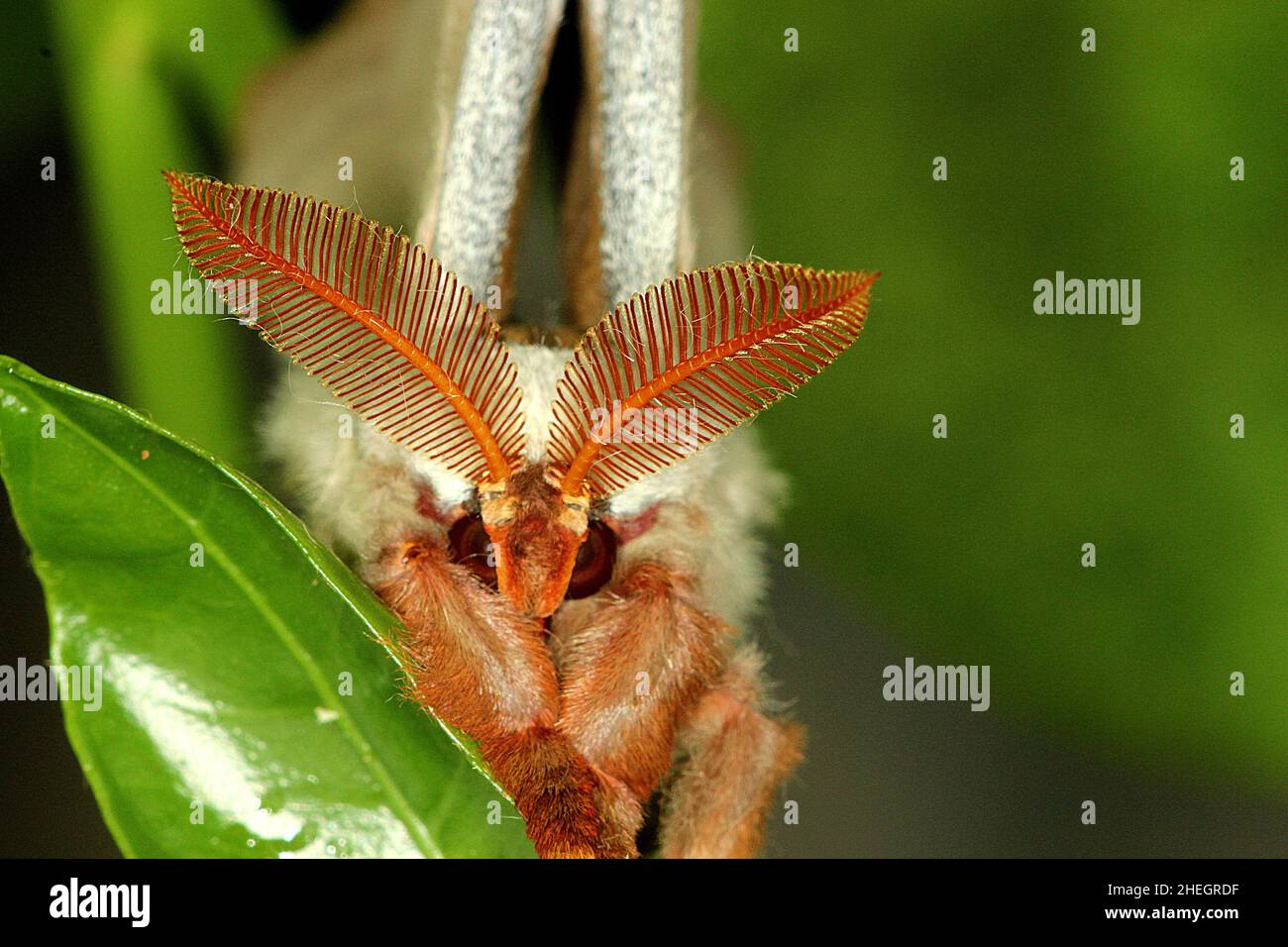Emperor gum moth (Opodiphthera eucalypti) emerging from cocoon Stock Photo - Alamy