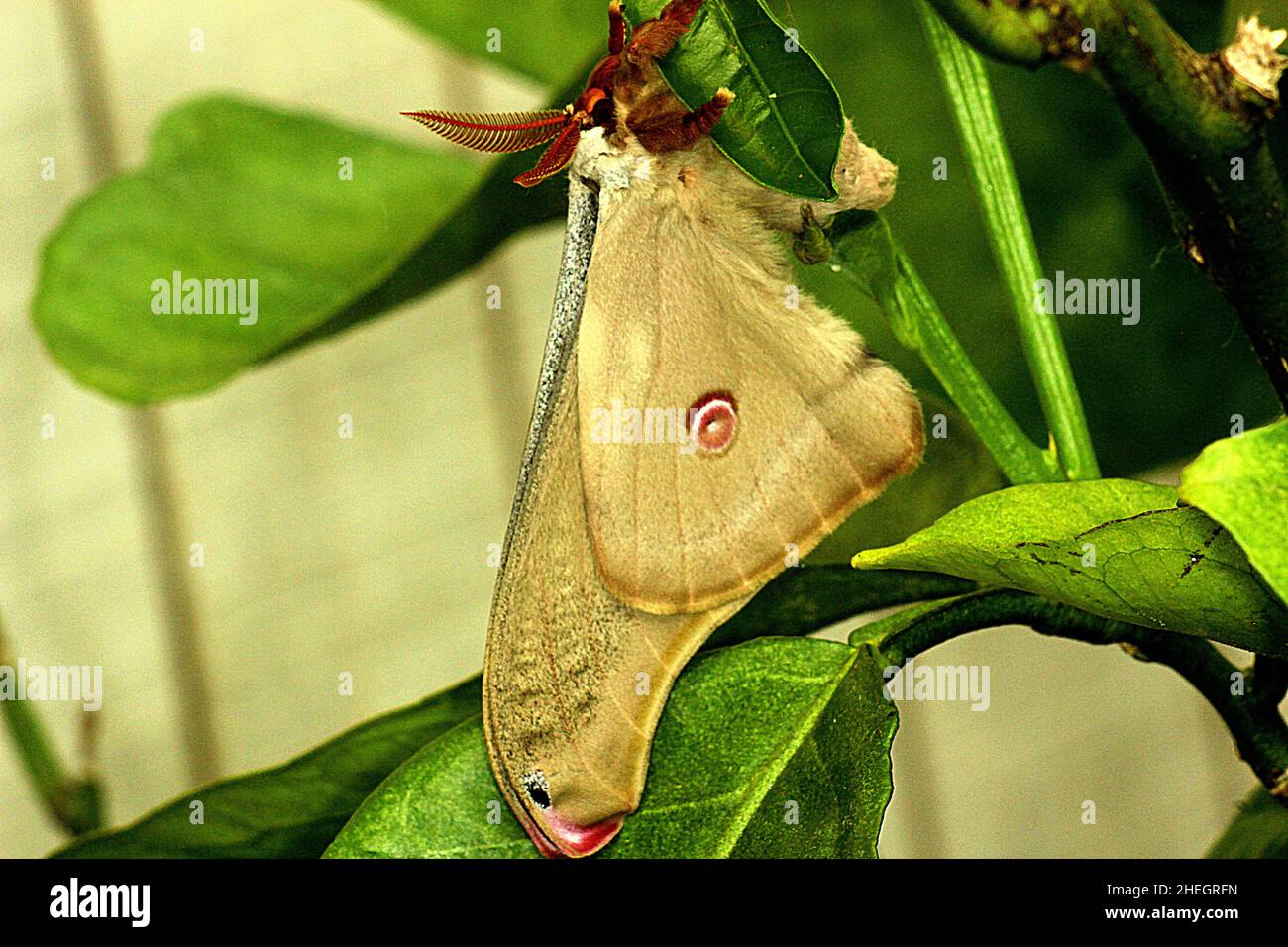 Emperor gum moth (Opodiphthera eucalypti) emerging from cocoon Stock Photo - Alamy