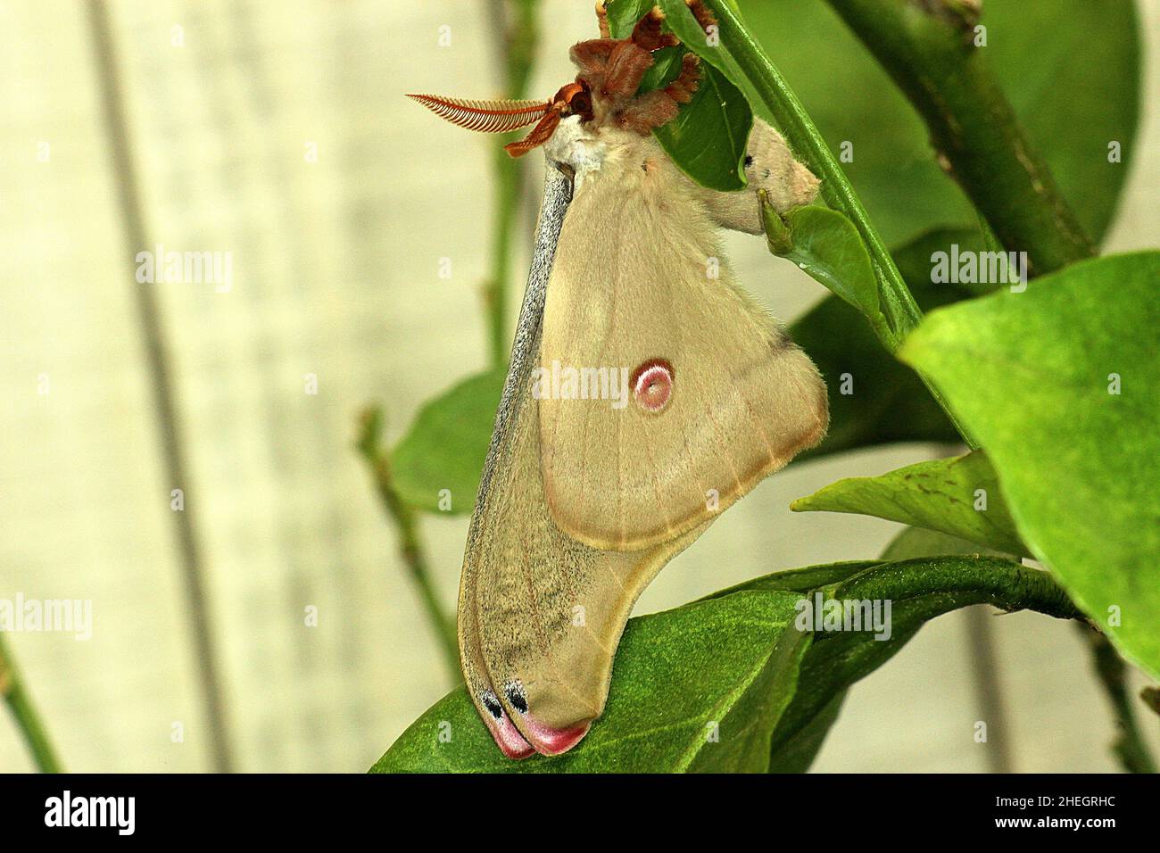 Emperor gum moth (Opodiphthera eucalypti) emerging from cocoon Stock ...