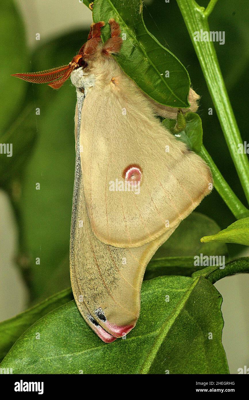 Emperor gum moth (Opodiphthera eucalypti) emerging from cocoon Stock ...