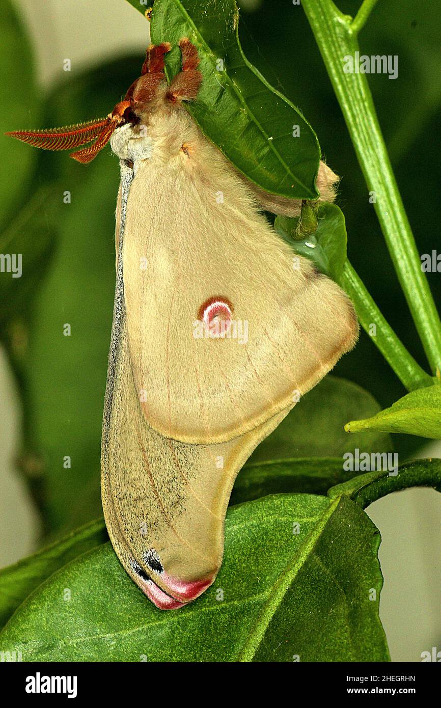 Emperor gum moth (Opodiphthera eucalypti) emerging from cocoon Stock ...